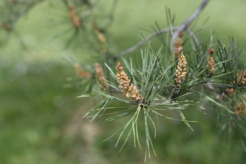 217 White Pine Pollen Cone Stock Photos - Free & Royalty-Free Stock ...