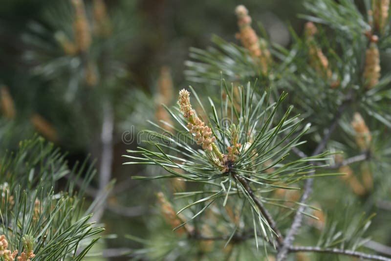 217 White Pine Pollen Cone Stock Photos - Free & Royalty-Free Stock ...