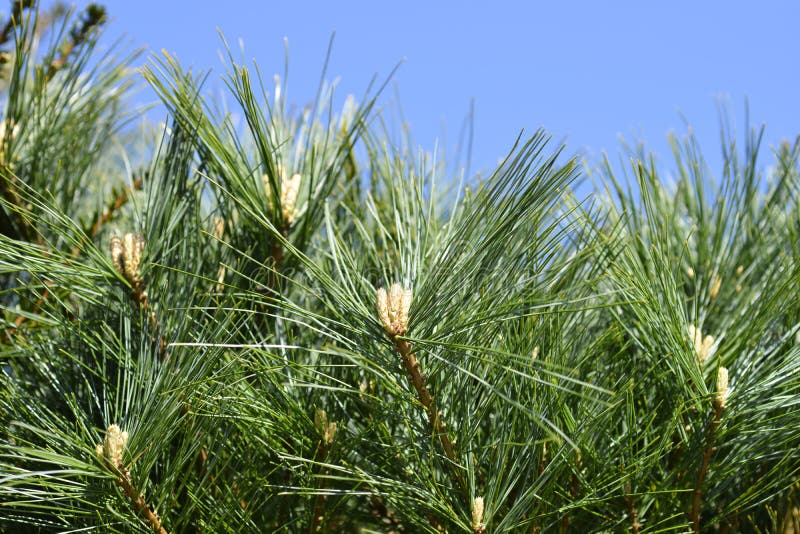 Eastern White Pine Nana Compacta Stock Photo - Image of soft, spring ...
