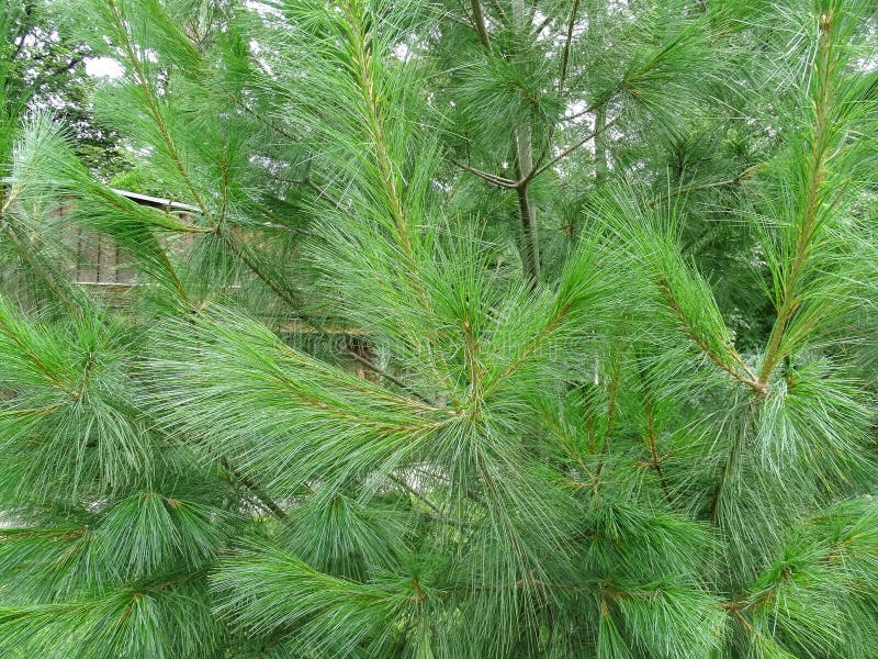 Eastern White Pine. Pinus Strobus Stock Photo - Image of landscape ...