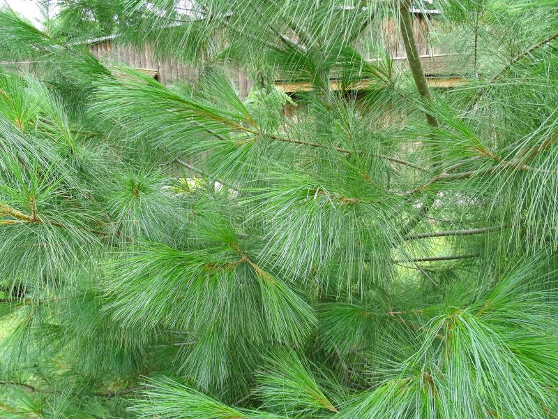 Eastern White Pine. Pinus Strobus Stock Image - Image of eastern ...