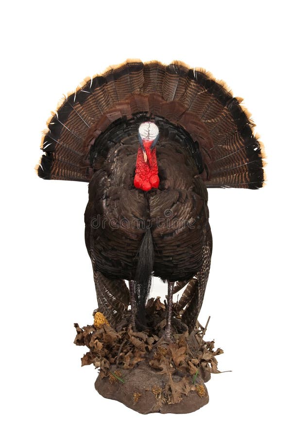 Eastern Wild turkey stock photo. Image of tail, bird - 14407906