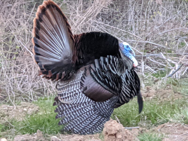 Eastern Wild Turkey stock photo. Image of bird, eastern - 183139566