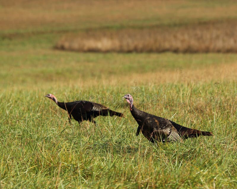 Eastern Wild Turkey stock photo. Image of great, feathers - 35428432