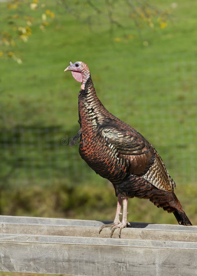 Turkey Standing on the Soil Ground with the Tree. it is a Large Mainly ...