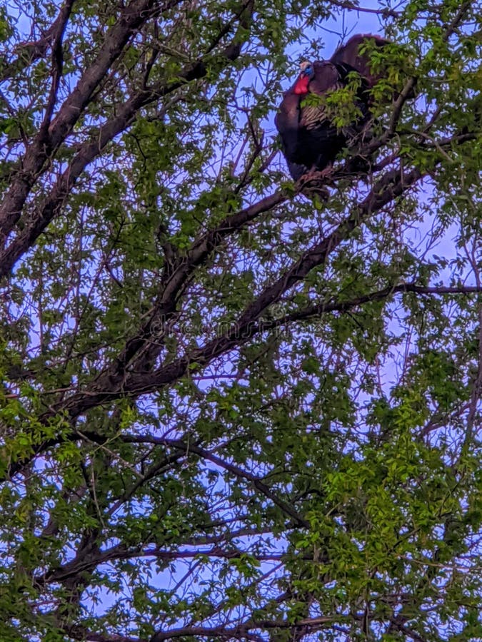 Eastern Wild Turkey in a Tree Stock Photo - Image of spring, branch ...