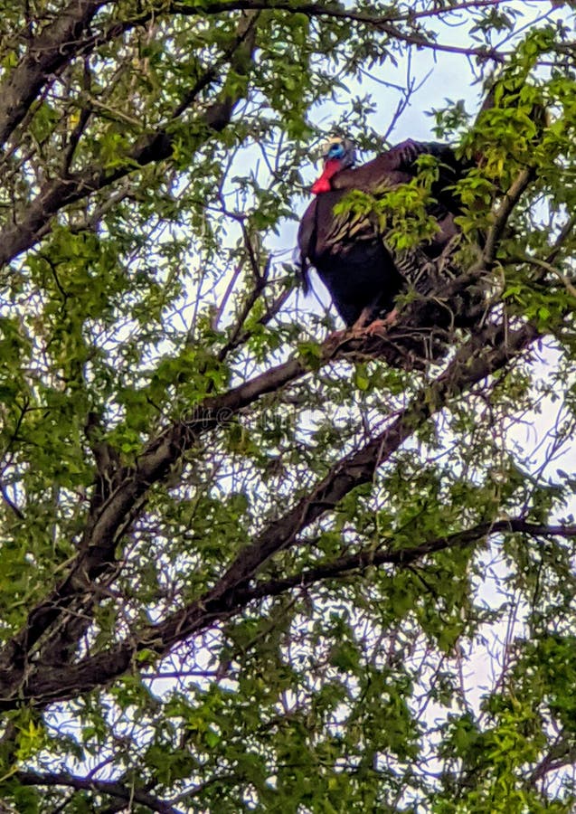Eastern Wild Turkey in a Tree Stock Photo - Image of eastern, tree ...