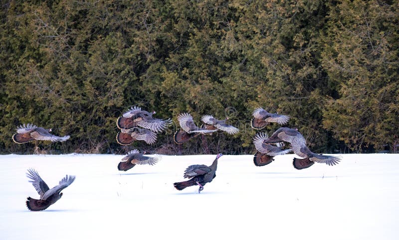 Christmas Wild Turkeys Snow Stock Photos - Free & Royalty-Free Stock ...