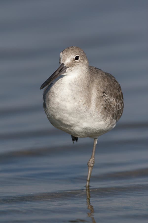 Eastern Willet stock photo. Image of nature, aves, shorebirds - 13536306