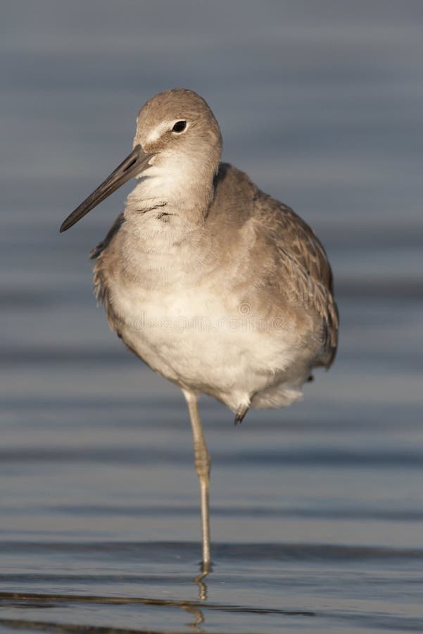 Eastern Willet stock photo. Image of nature, aves, shorebirds - 13536306