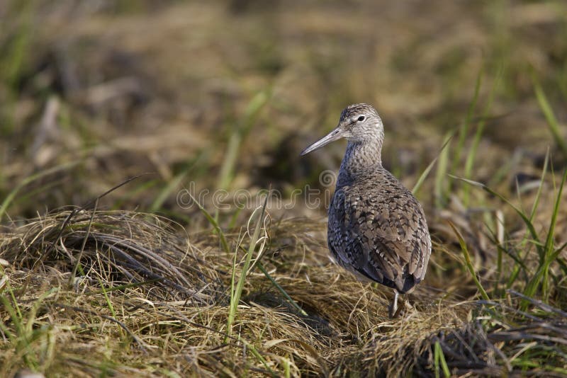 Eastern Willet stock image. Image of island, feathers - 6953275
