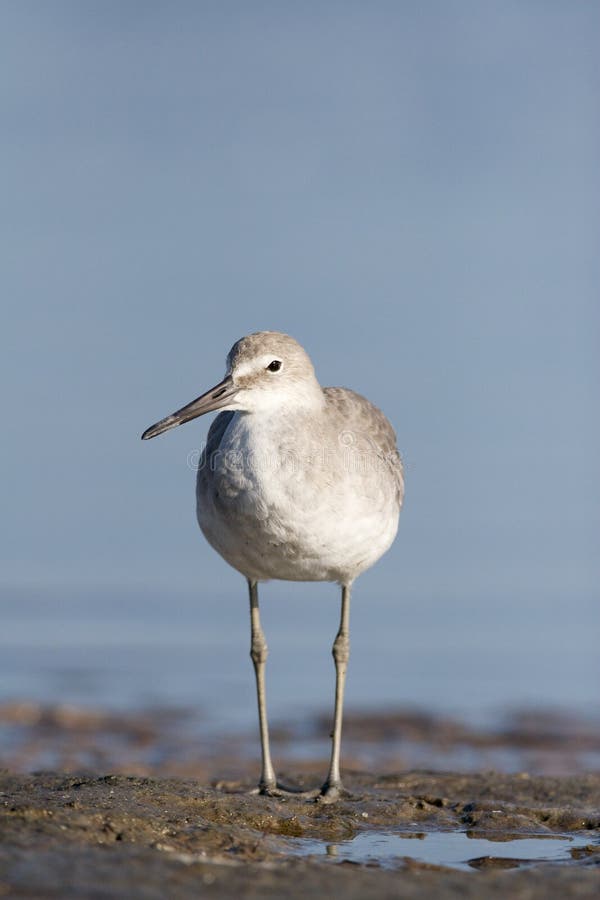 Eastern Willet, Tringa Semipalmata Stock Photo - Image of ...