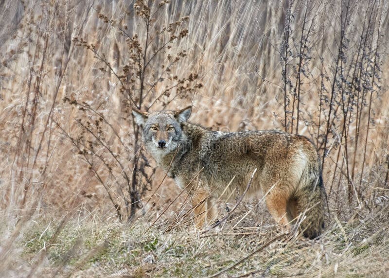 Eastern Wolf Spotted in the Jungle Looking at the Camera Stock Image ...