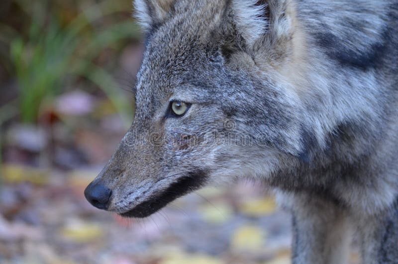 Eastern Wolf in the Wilderness Stock Photo - Image of predator, hunter ...