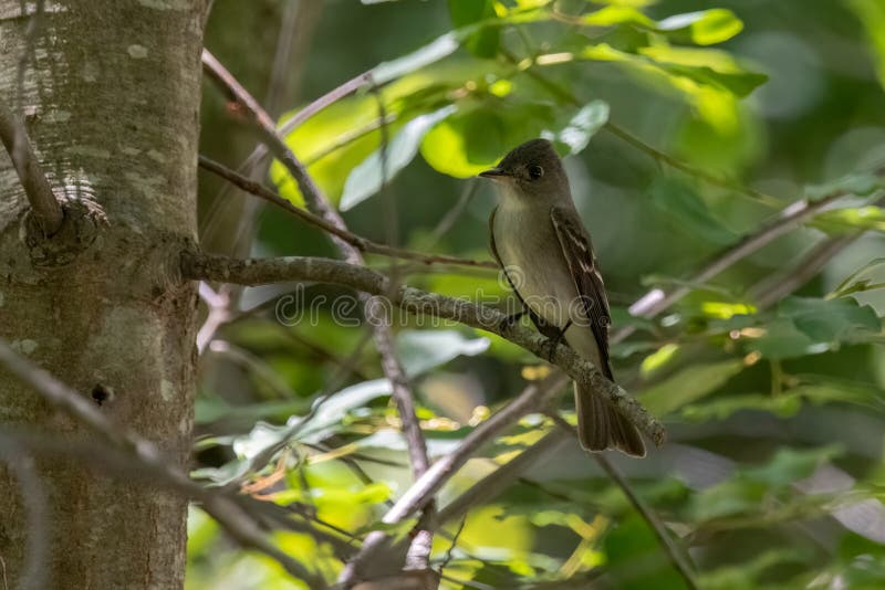 Eastern Wood Peewee on Tree Branch Stock Photo - Image of flycatcher ...