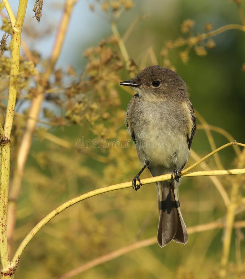 Eastern Wood-Pewee stock photo. Image of creature, avifauna - 19712050