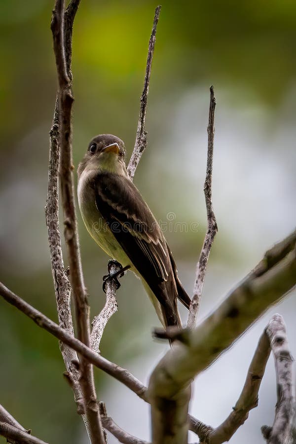 Eastern Wood-Pewee Resting in a Bare Tree Stock Image - Image of tree ...