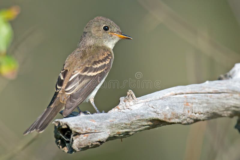 Eastern Wood-Pewee stock photo. Image of creature, avifauna - 19712050