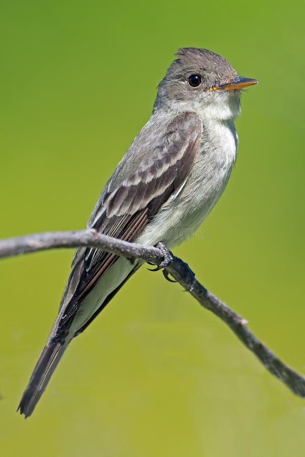 Eastern Wood-Pewee stock image. Image of eastern, wood - 42911273