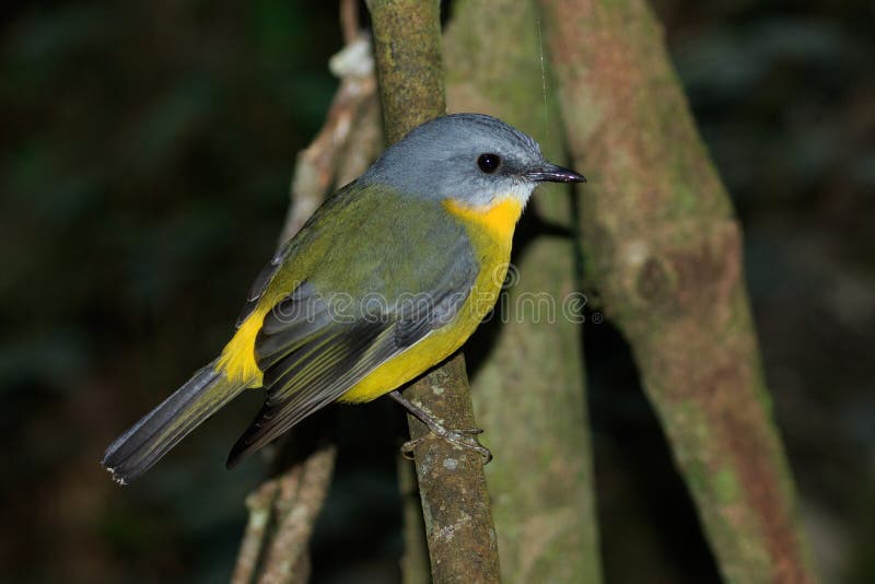 Eastern Yellow Robin of Australia Stock Photo - Image of colourful ...