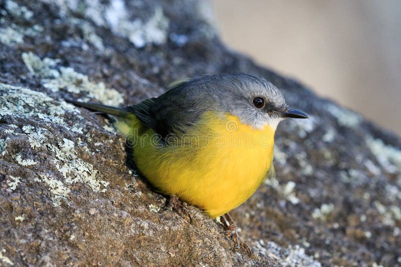 Eastern Yellow Robin of Australia Stock Photo - Image of gregarious ...