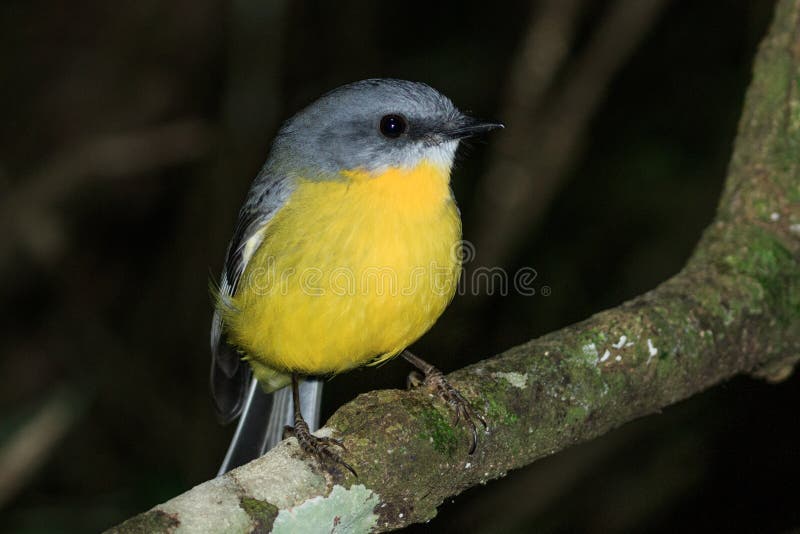 Eastern Yellow Robin of Australia Stock Photo - Image of birding ...