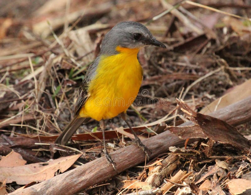 Eastern Yellow Robin of Australia Stock Image - Image of beautiful ...