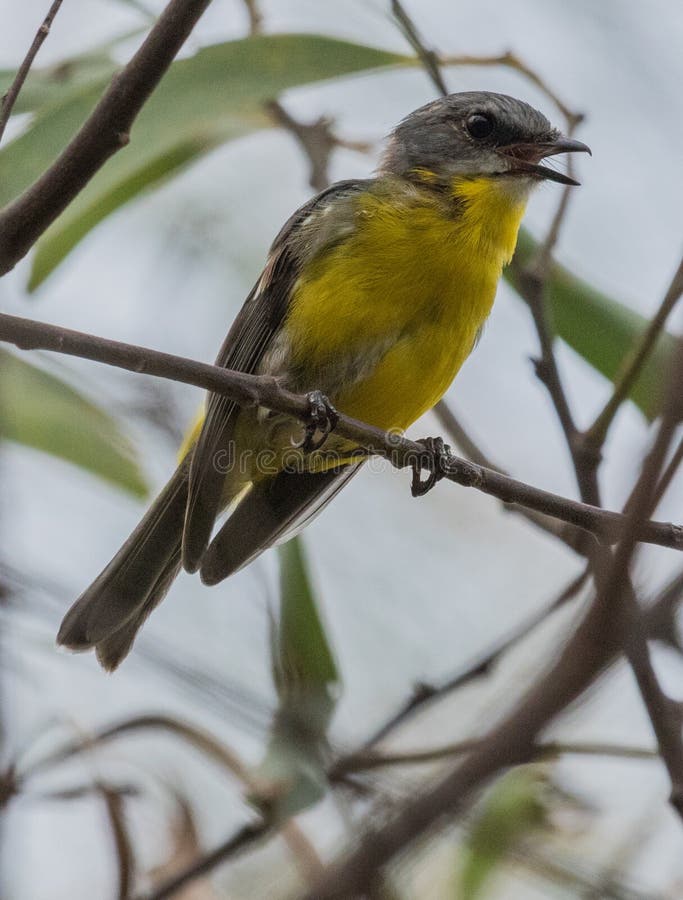 Eastern Yellow Robin of Australia Stock Image - Image of nature ...
