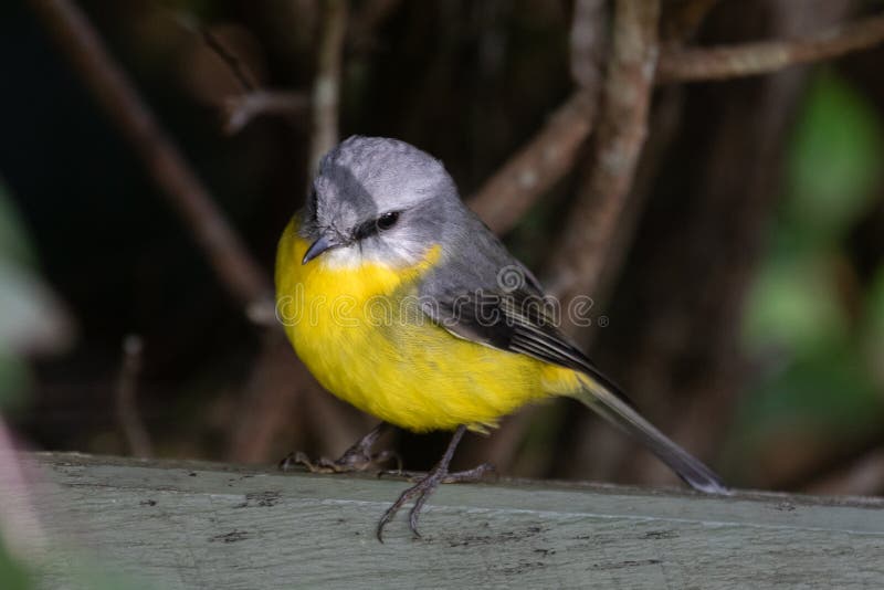 Eastern Yellow Robin of Australia Stock Photo - Image of bird ...