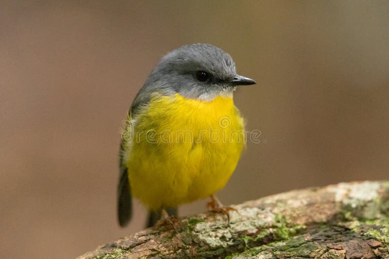 Eastern Yellow Robin of Australia Stock Image - Image of feather ...