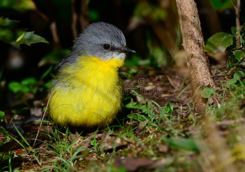 Eastern yellow robin chick stock image. Image of yellow - 65684765
