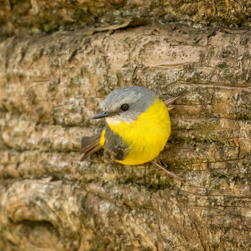 Eastern Yellow Robin Eopsaltria Australis Stock Image - Image of animal ...