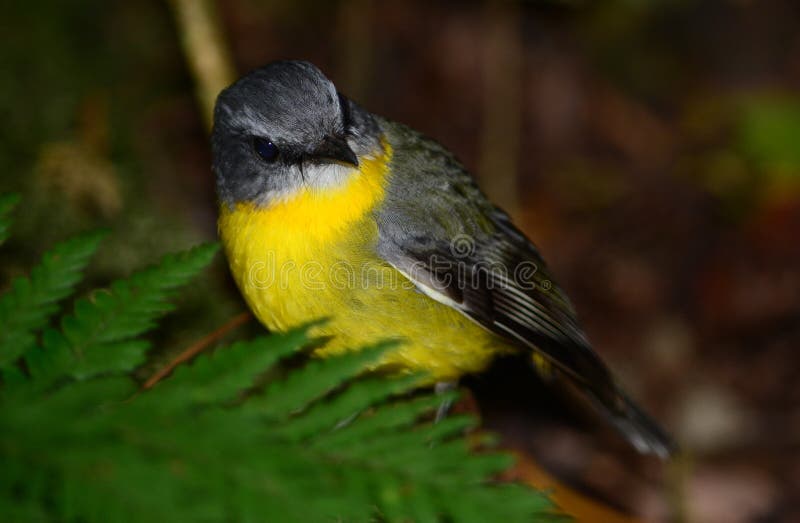 Eastern yellow robin stock photo. Image of tree, australian - 65683898