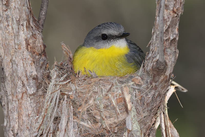 Eastern Yellow Robin stock image. Image of robin, eastern - 230421575