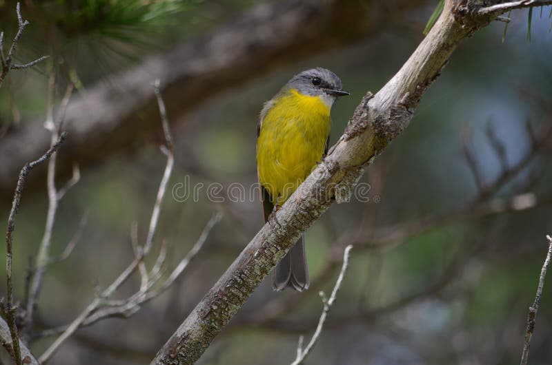 Eastern Yellow Robin stock photo. Image of robin, small - 54868202