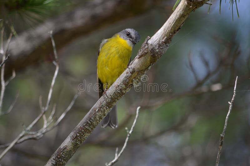 Eastern Yellow Robin stock photo. Image of small, australis - 54868210