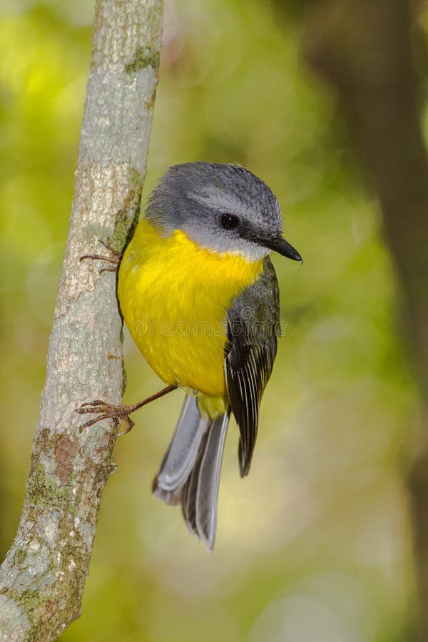 Eastern Yellow Robin stock photo. Image of green, yellow - 189381838