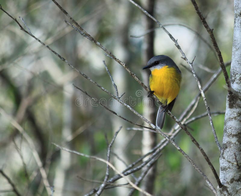 Eastern Yellow Robin Perched on a Branch Stock Photo - Image of yellow ...