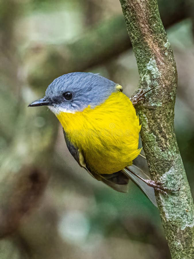 Adult Eastern Yellow Robin stock photo. Image of vertically - 270596456