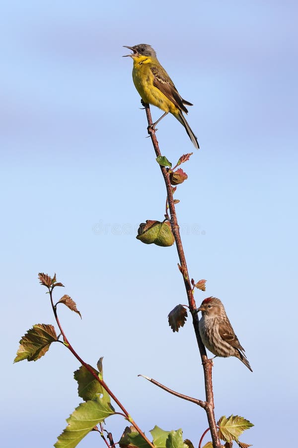 Eastern Yellow Wagtail and Common Redpoll on a Summer Evening in ...