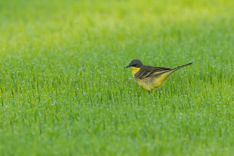 Eastern Yellow Wagtail Perching in Rice Sprouts Field Stock Image ...
