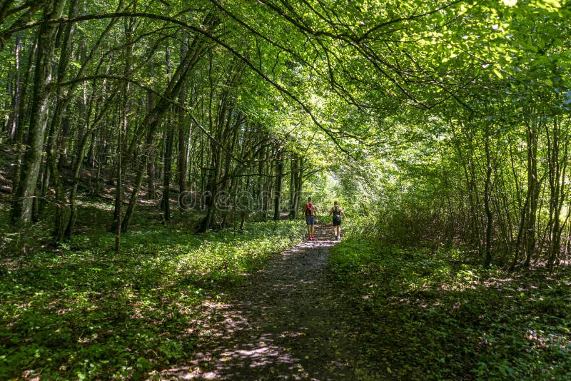 Walking path in the forest stock photo. Image of path - 198018072