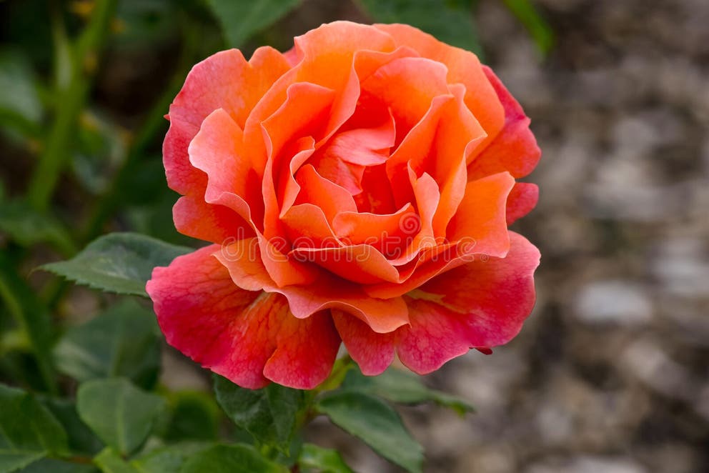 Easy Does it Rose Flower stock photo. Image of rose, easydoesit - 94576096