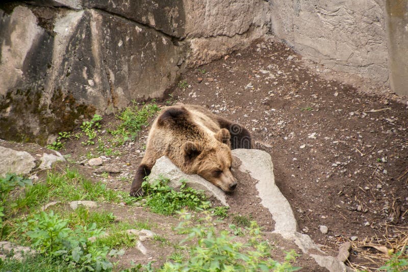 Easy Going, Relaxing in the Zoo Stock Photo - Image of zoological ...