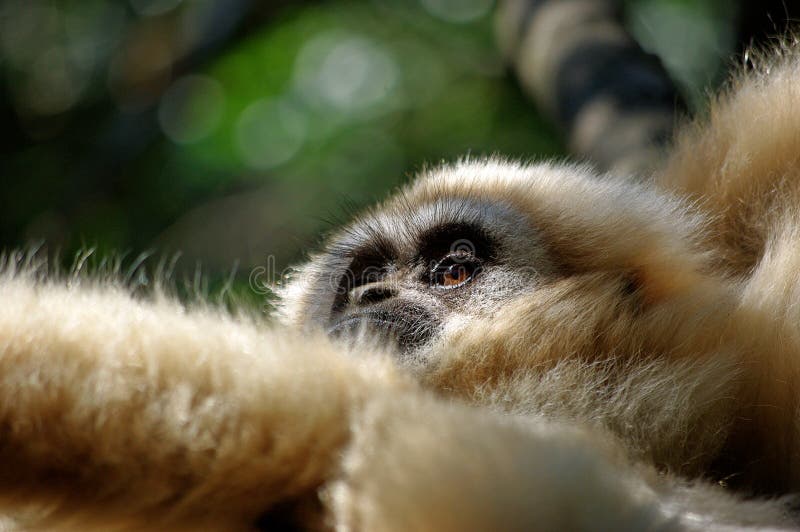 Easy stock photo. Image of face, wildlife, relaxing, africa - 75857794