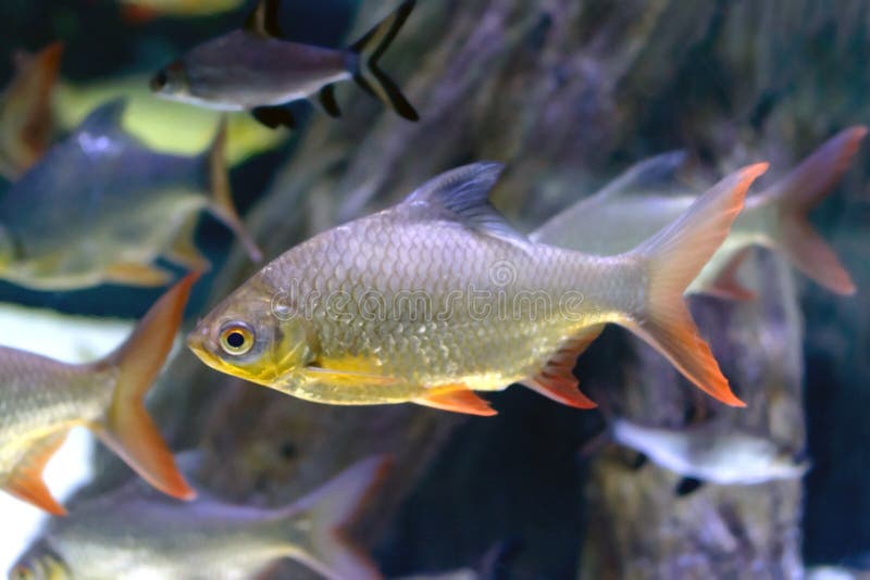 Easy river fish stock image. Image of saltwater, climate - 74105089