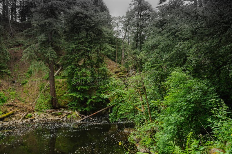 Easy stream stock photo. Image of greenery, fall, forest - 84155226