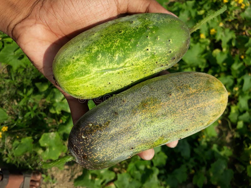 Eat food tasty nice teaste stock image. Image of nice - 120465715