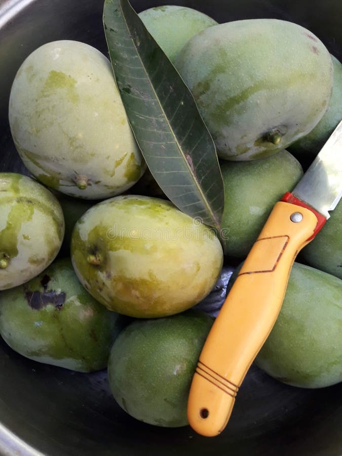 Eat fresh mango stock image. Image of green, manggo - 172046577