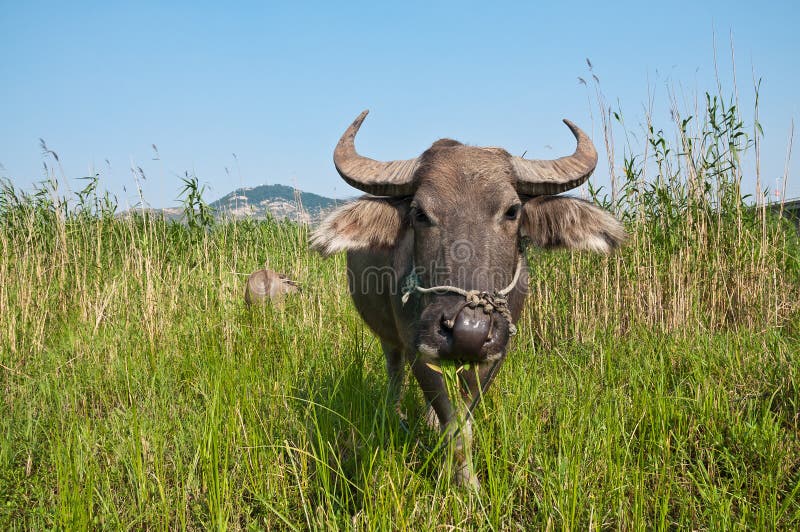 Eat grass of buffalo stock image. Image of nature, countryside - 31946329